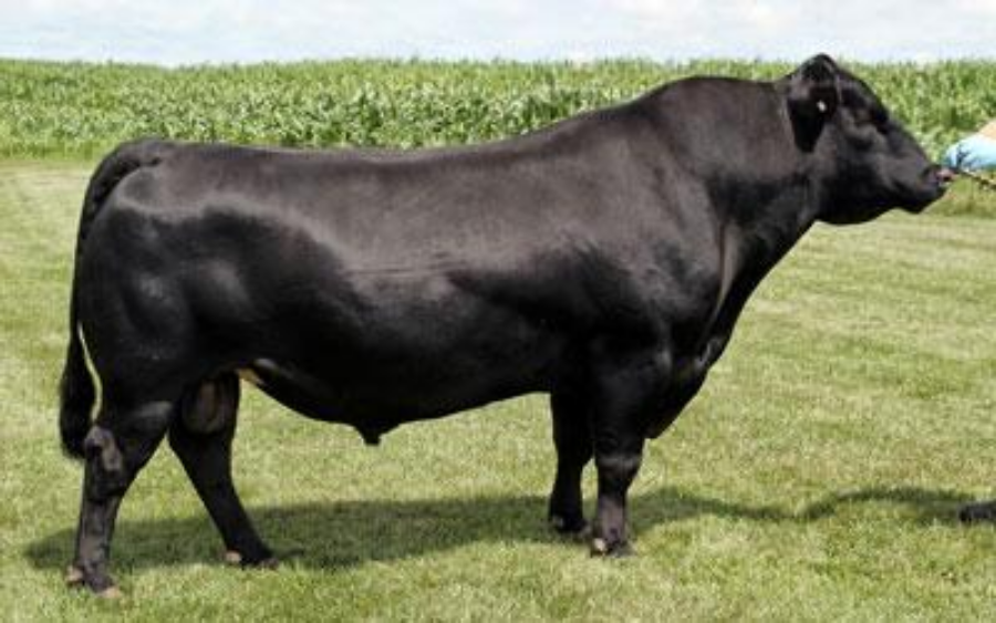 Deer Valley Rita 0274 x K C F Bennett Absolute – Bridges Angus - The ...